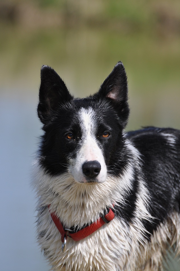 nooch-kopf-porträt | Trust your dog. What else?