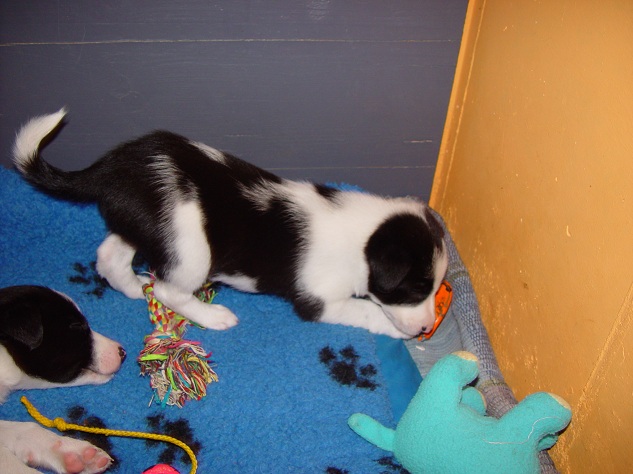 Nooch | Trust your dog. What else?